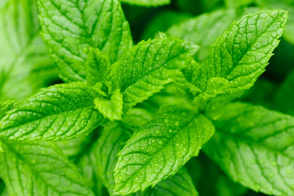 Top ten Creme De Menthe cocktails recipes - Make Me a Cocktail